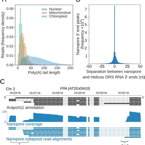 Nanopore Drs Reveals Polya Tail Length And Maps 3′ Cleavage And