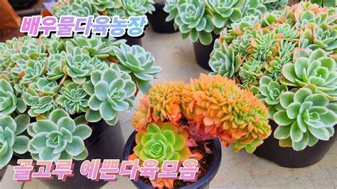 2월29일곳곳에숨어있는예쁜다육들 Youtube