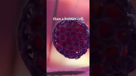 Biggest Bacteria On The Planet That Can Be Seen By Naked Eyes Sciencefact Sciencenews Shorts