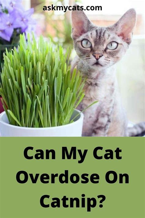 Can Cats Overdose On Catnip Can Too Much Catnip Kill A Cat