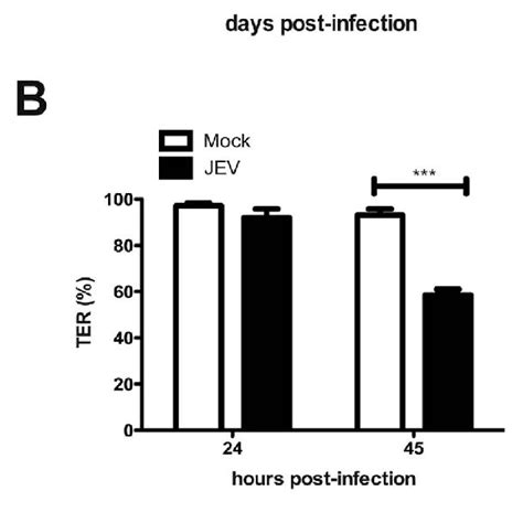 Inhibition Of Jev Replication Blocks Permeability Barrier Disruption Download Scientific
