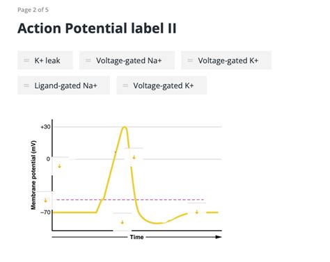 Solved Action Potential Label II Chegg Com