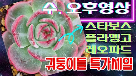 판매완료 322 수 오후영상 ️초저가 아이들만 모았어요 ️다육식물 금다육 판매 봄맞이 다육키우기 힐링 새봄 보시면 놀랍니다~~ Youtube