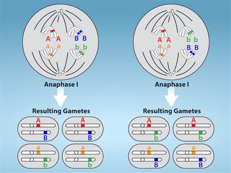 The Process Of Meiosis Biology 2e Part I 2nd Edition