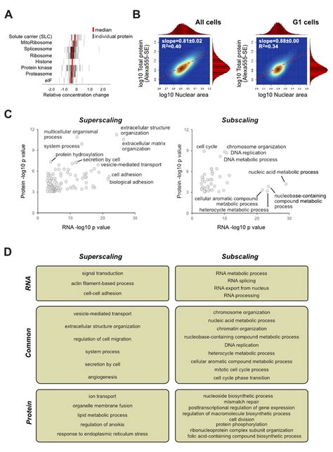 Fig S1 Human Proteome Dilution And Regulation Scaling A Rug Plots