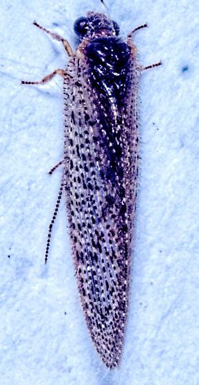 Brown Pine Lacewing Hemerobius Stigma Bugguidenet