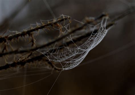 Spiderweb Drops Dew Free Photo On Pixabay Pixabay