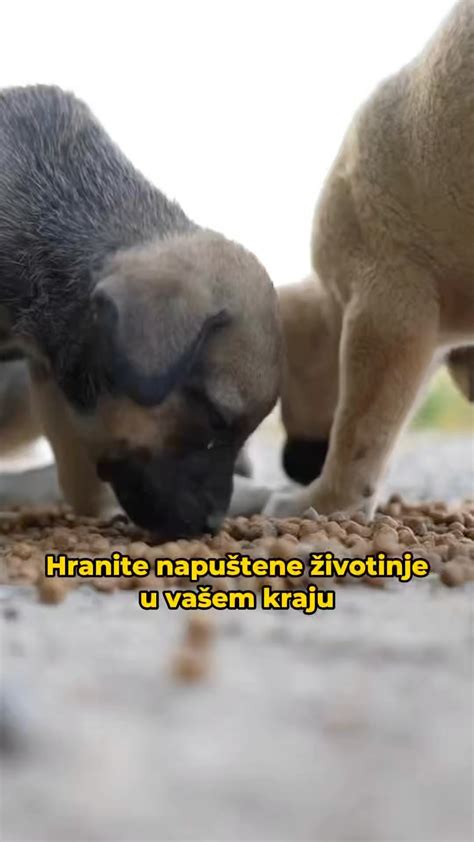 Bojan Bovan Bojan Bovan • Instagram Photos And Videos