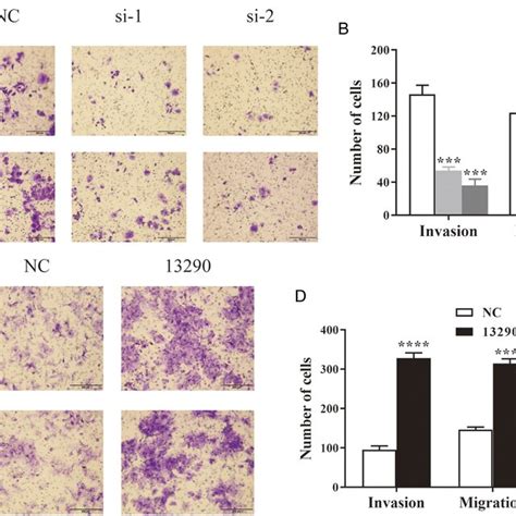 Hsacirc0013290 Accelerates Hcc Cell Invasion And Migration Aandb