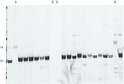 Screening Of Wheat Doubled Haploid Lines For Variation In The Wx A1