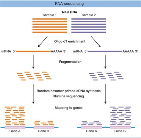 Rna Sequencing ‼ Total Rna Is Genetic Knowledge