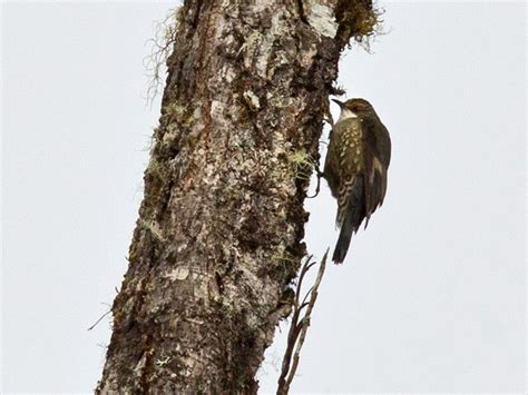 Papuan Treecreeper EBird
