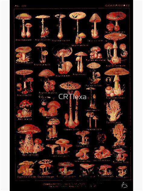 Mushroom Identification Chart Premium Matte Vertical Poster Sold By Erin Hill SKU