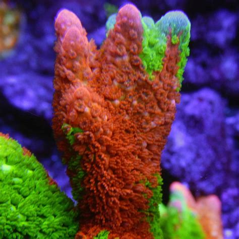 Wwc Contraband Grafted Digitata For Sale Reefables