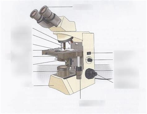 Lab Practical Review Microscopy Diagram Quizlet