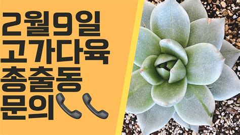 2월9일☎️고가다육명품다육금다육농장오픈문의감사합니다 Youtube