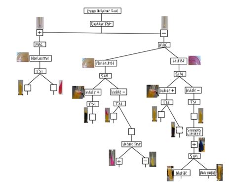 Gram Negative Chart Bacteria Labels — Printable Worksheet