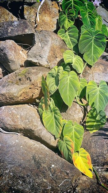 Page 11 Stonily Images Free Download On Freepik