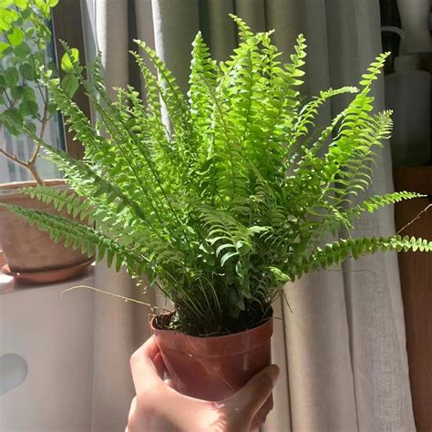 Helecho De Plantas Vasculares Sin Semillas