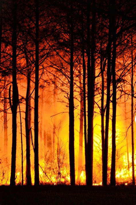 Forest Fire Trees Nature Free Photo On Pixabay Pixabay