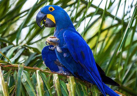 Arara Azul Reprodução Características Risco De Extinção