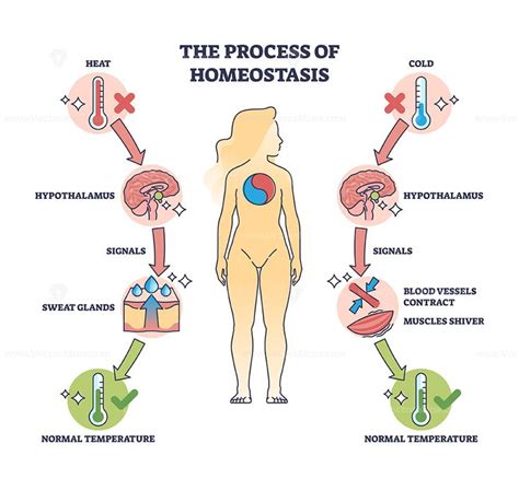 Process Of Homeostasis As Human Body Temperature Regulation Outline Diagram Human Body