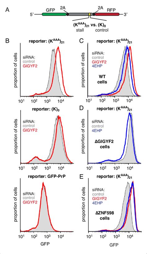 Gigyf2 Is A Collision Dependent Cis Acting Translational Repressor A Download Scientific