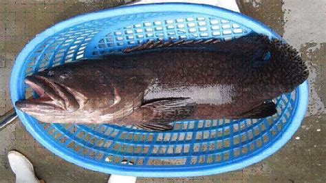 寒冬潛水捕魚，龍躉石斑故技重演躲在鮑魚筐，水冰魚精！ 【探海漁人】 Youtube