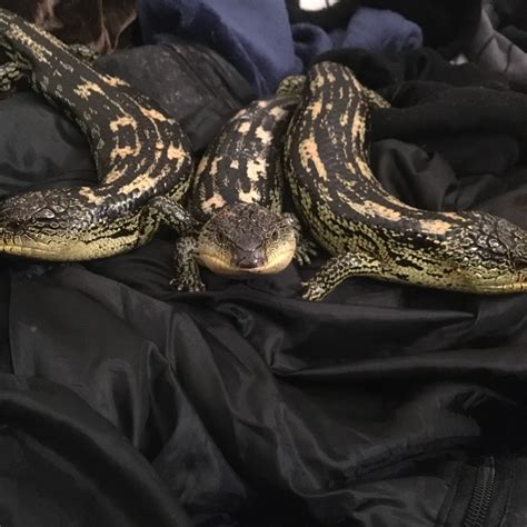 Codie The Lizard Catcher Youtube