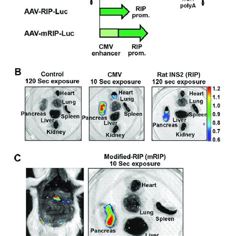 Aav9 Vector Mediated Pancreatic Gene Delivery A Schematic