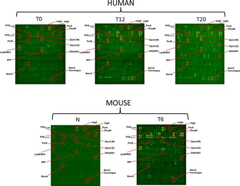 exemplar raw data microarrays of human or mouse igg seroreactivity the
