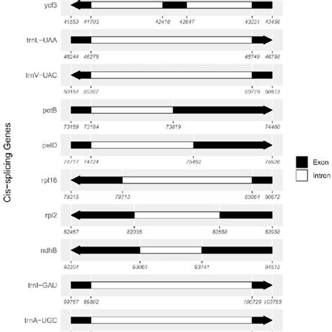 Schematic Presentation Of The Structure Of Cis Splicing Genes From The