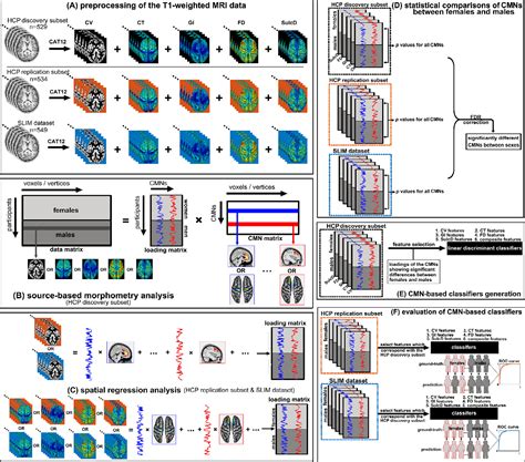Figure 1 From Sex Effects On Cortical Morphological Networks In Healthy Young Adults Semantic