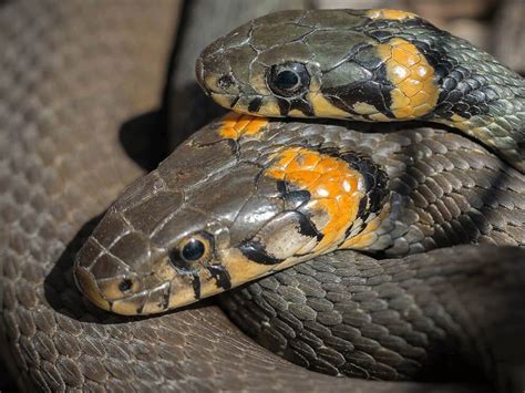 Snake Sex No Male Anaconda Can Force Female Anaconda मादा अनाकोंडा से कोई नर नहीं कर सकता