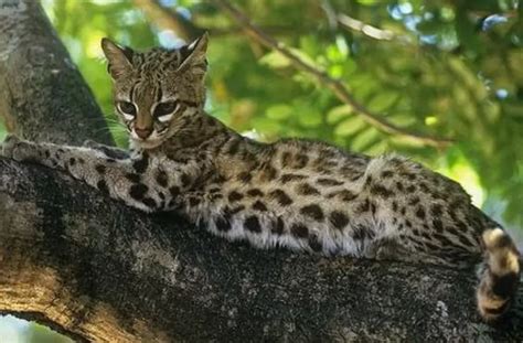 Kodkod The Cute Feline That Humans Are Decimating Cats Small Wild