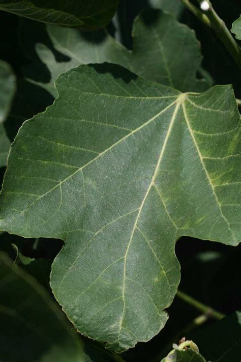 Feigenbaum Gustis® Battistini Lubera De