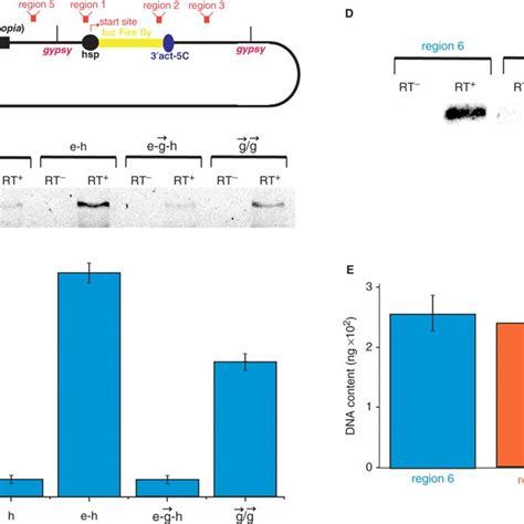 Analysis Of Rna Synthesized On Linear H E H And E H Constructs A