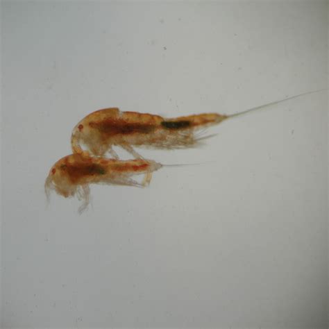 Marine Copepod Tigriopus Californicus Living Carolina Biological