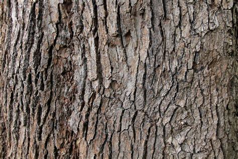 Tree Bark Background Texture Stock Photo Image Of Environment Textured