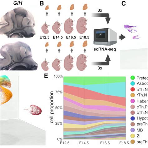 A High Resolution Single Cell Transcriptomic Atlas Of The Developing Download Scientific