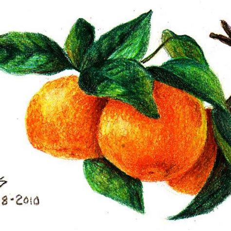 Pencil Drawing Of Orange