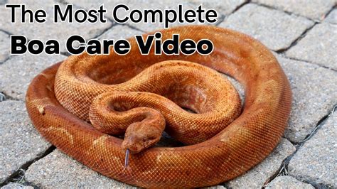 The Most Complete Boa Care Guide On Youtube Youtube