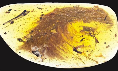 Scientists Discover Stunning 99 Million Year Old Dinosaur Tail Trapped