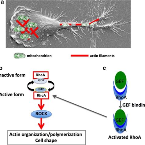 Actin Cytoskeleton Is Controlled By Rhoa Pathway And Mitochondria A