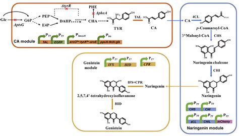 欣贝莱生物acs Synth Biol大肠杆菌共培养与染料木黄酮的从头生产 知乎
