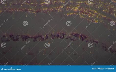 Sweat Glands On Human Skin Filmed Under Microscope 200x With Cross