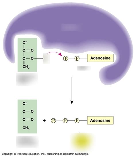 Making Pyruvate Diagram Quizlet