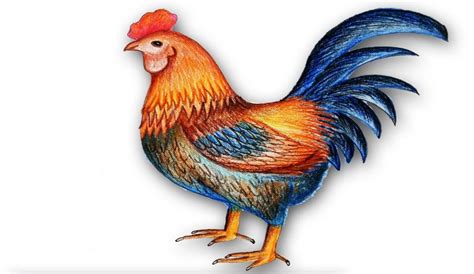 How To Draw A Cock Step By Step Easy Drawing A Cock