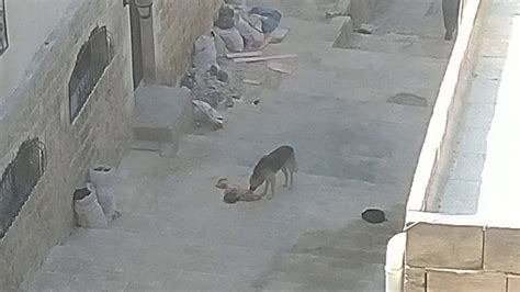 كلب ابن كالب ياكل كلب Youtube