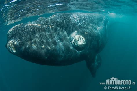 Velryba jižní | Naturfoto.cz